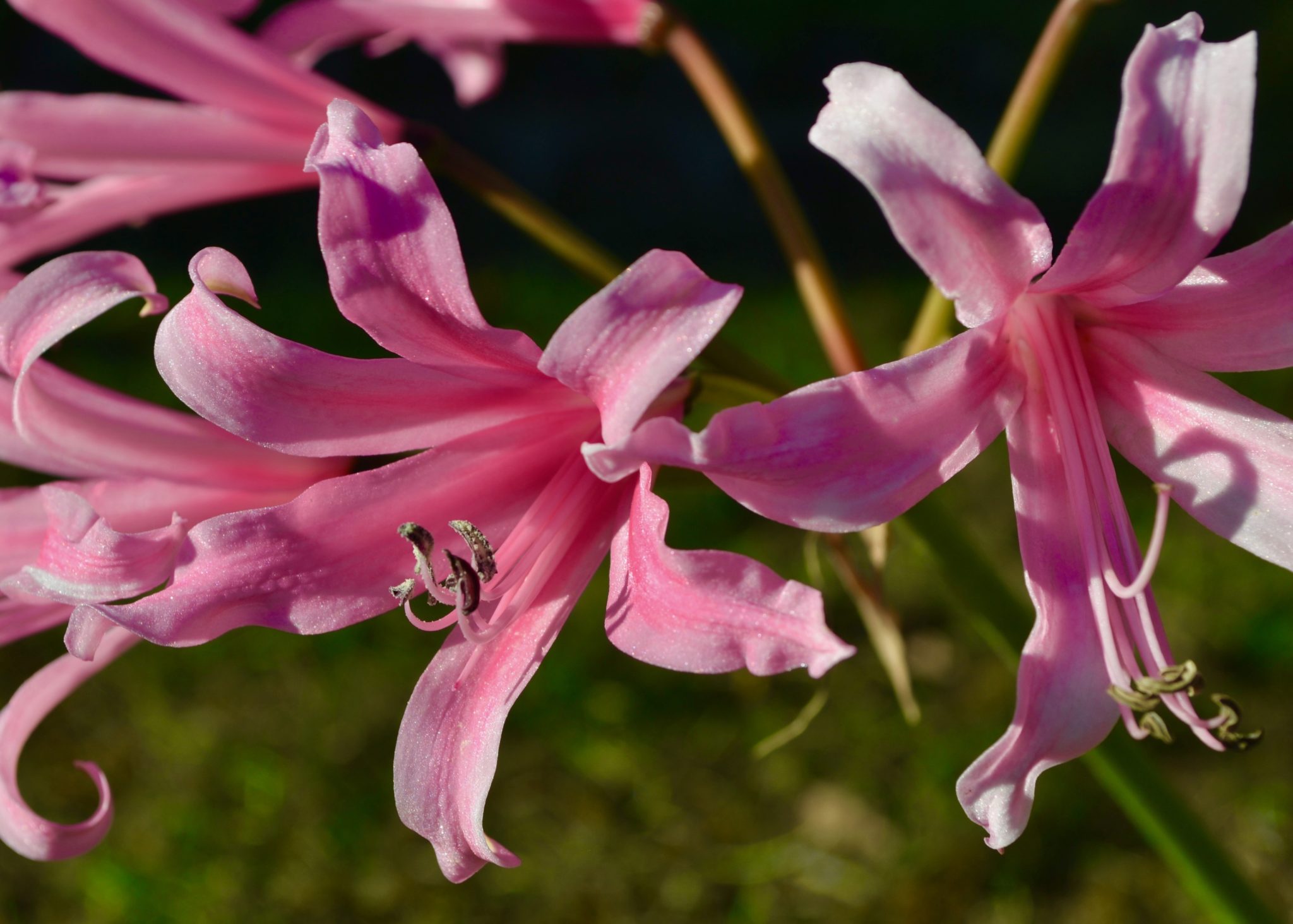 Amarine-tubergenii-Sealy – Global Garden Lab